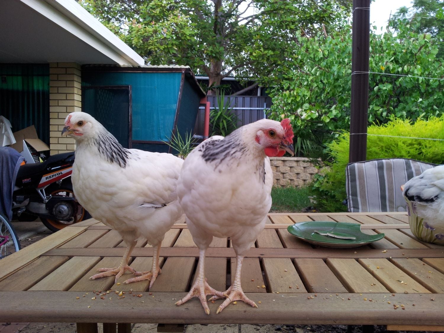 6 week old Light Sussex chicks - girls or boys? | BackYard Chickens ...