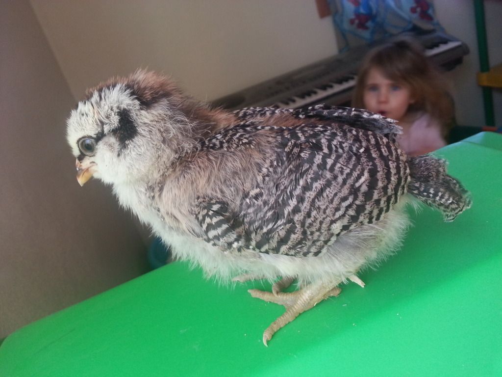 My turn for ee sexing. only 3 weeks...humor me. *UPDATED 5 WEEK PICS ...