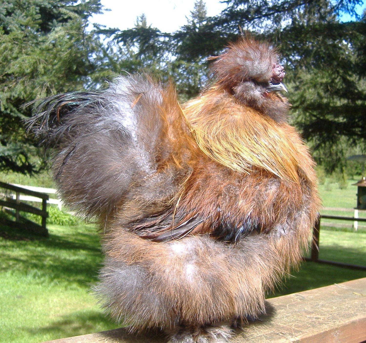 Partridge Silkie Cockerels for sale - Catdance Silkies | BackYard ...