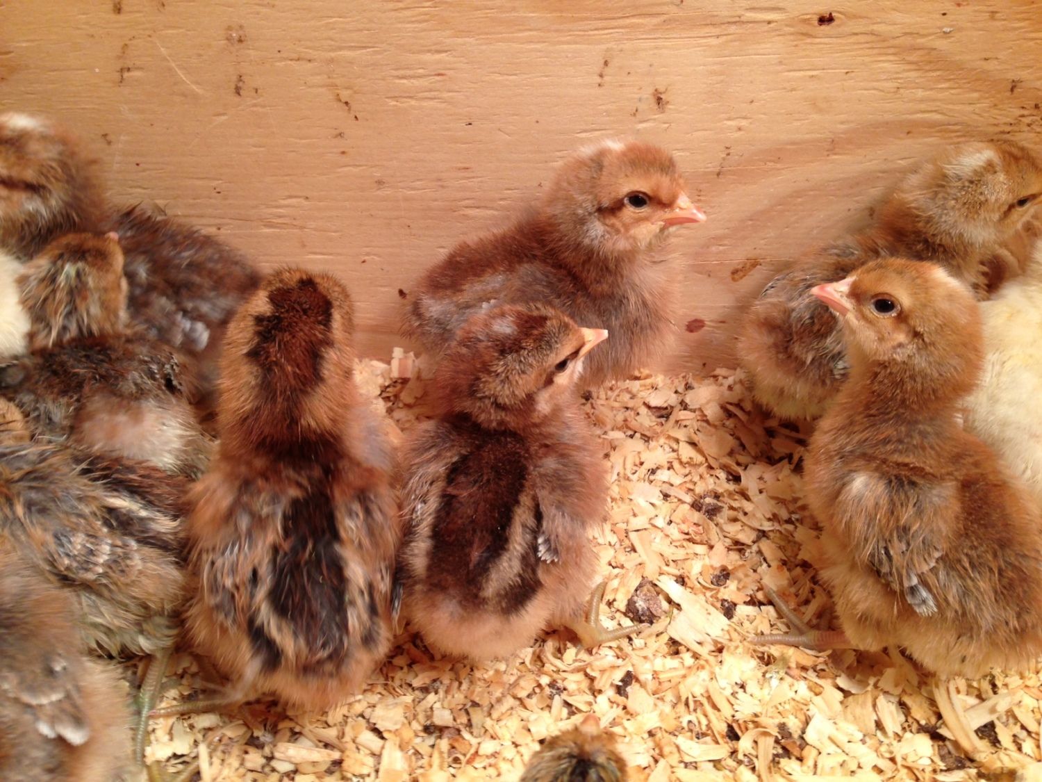 Rhodebar or Bielefelder | BackYard Chickens - Learn How to Raise Chickens