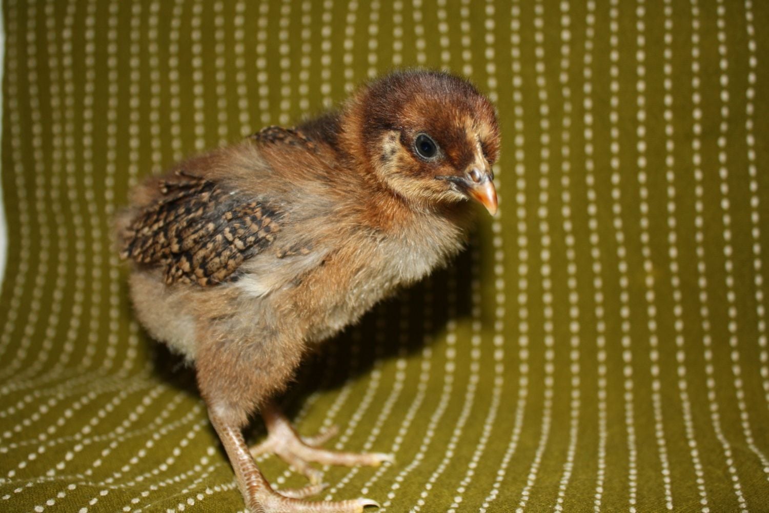 Dane's Golden Girls (2 Week old baby chicks) | BackYard Chickens ...