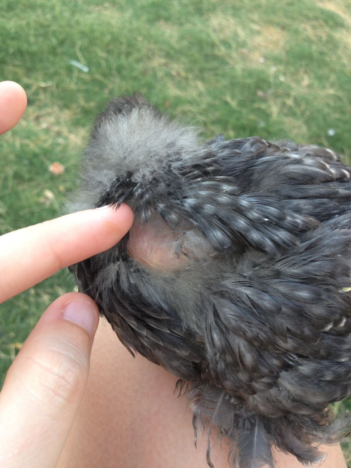 5 week old chick-Hard bump on neck | BackYard Chickens - Learn How to ...