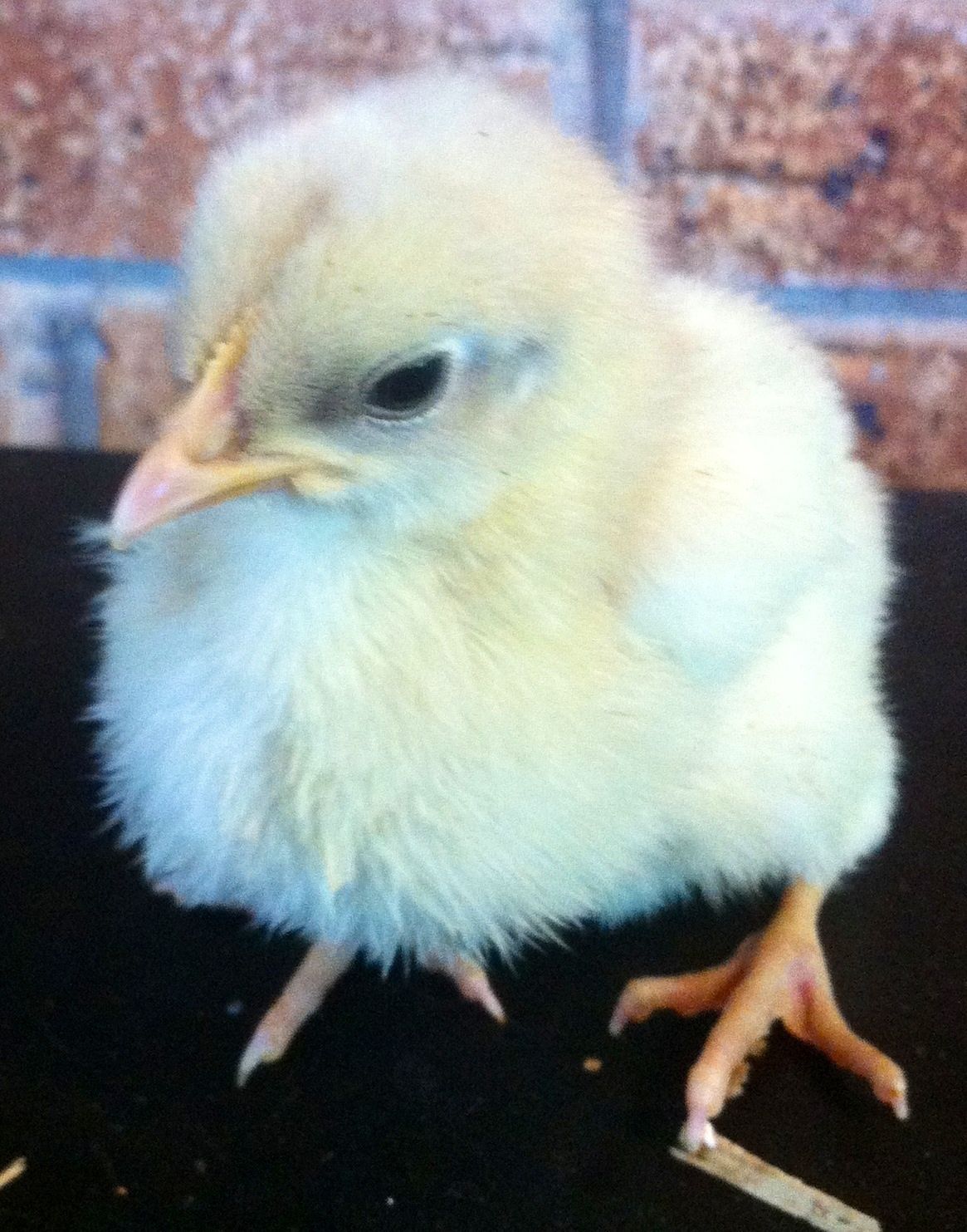White feathers, blue legs | BackYard Chickens - Learn How to Raise Chickens