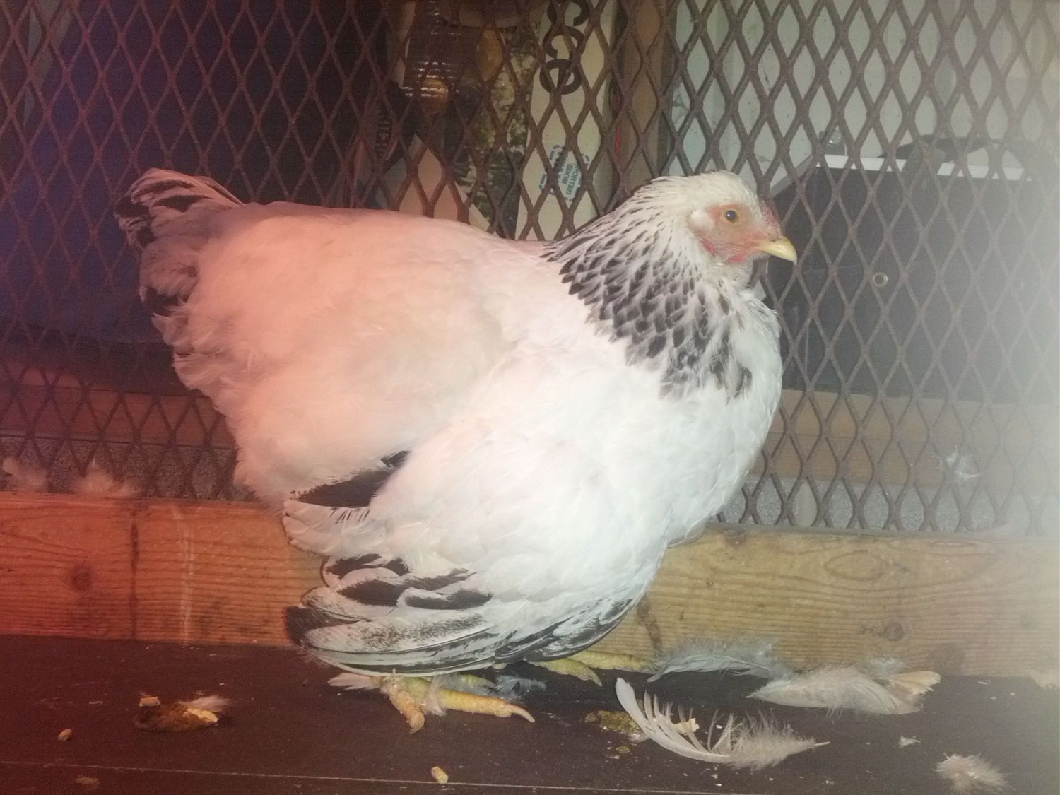 Droopy wing broody | BackYard Chickens - Learn How to Raise Chickens