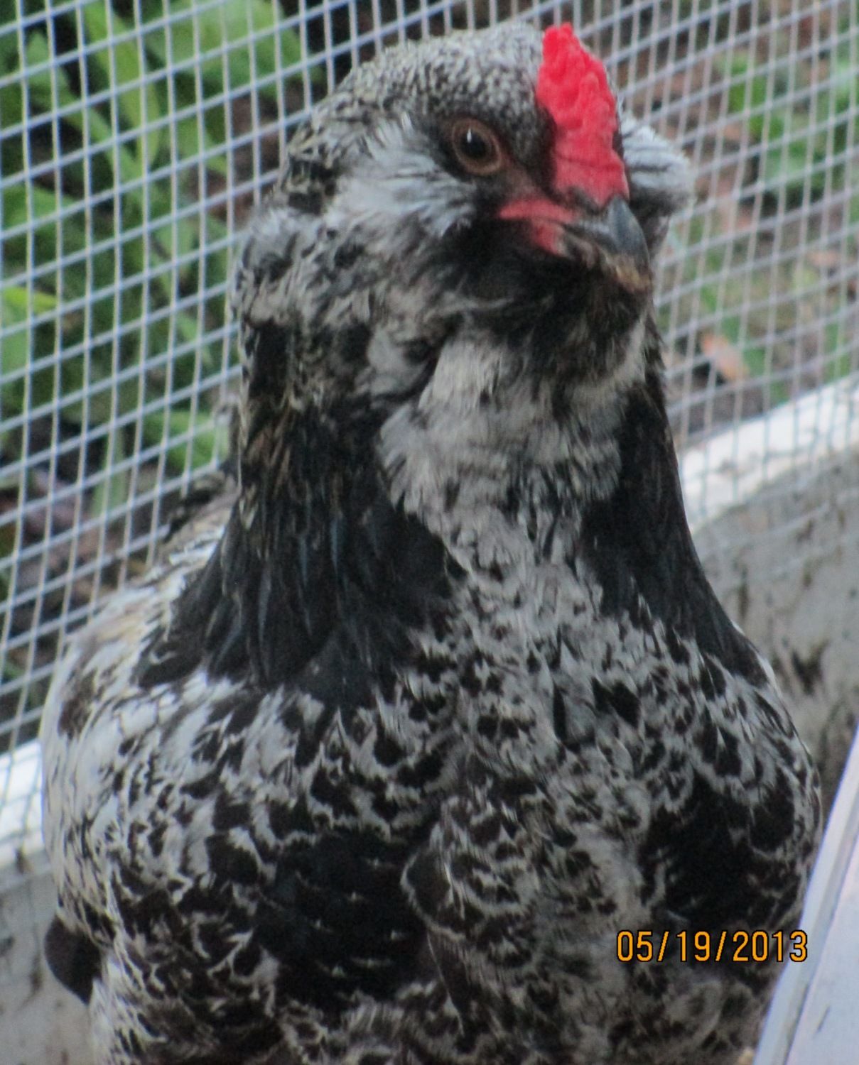 Amazed by one breed...4 different looks! | BackYard Chickens - Learn ...