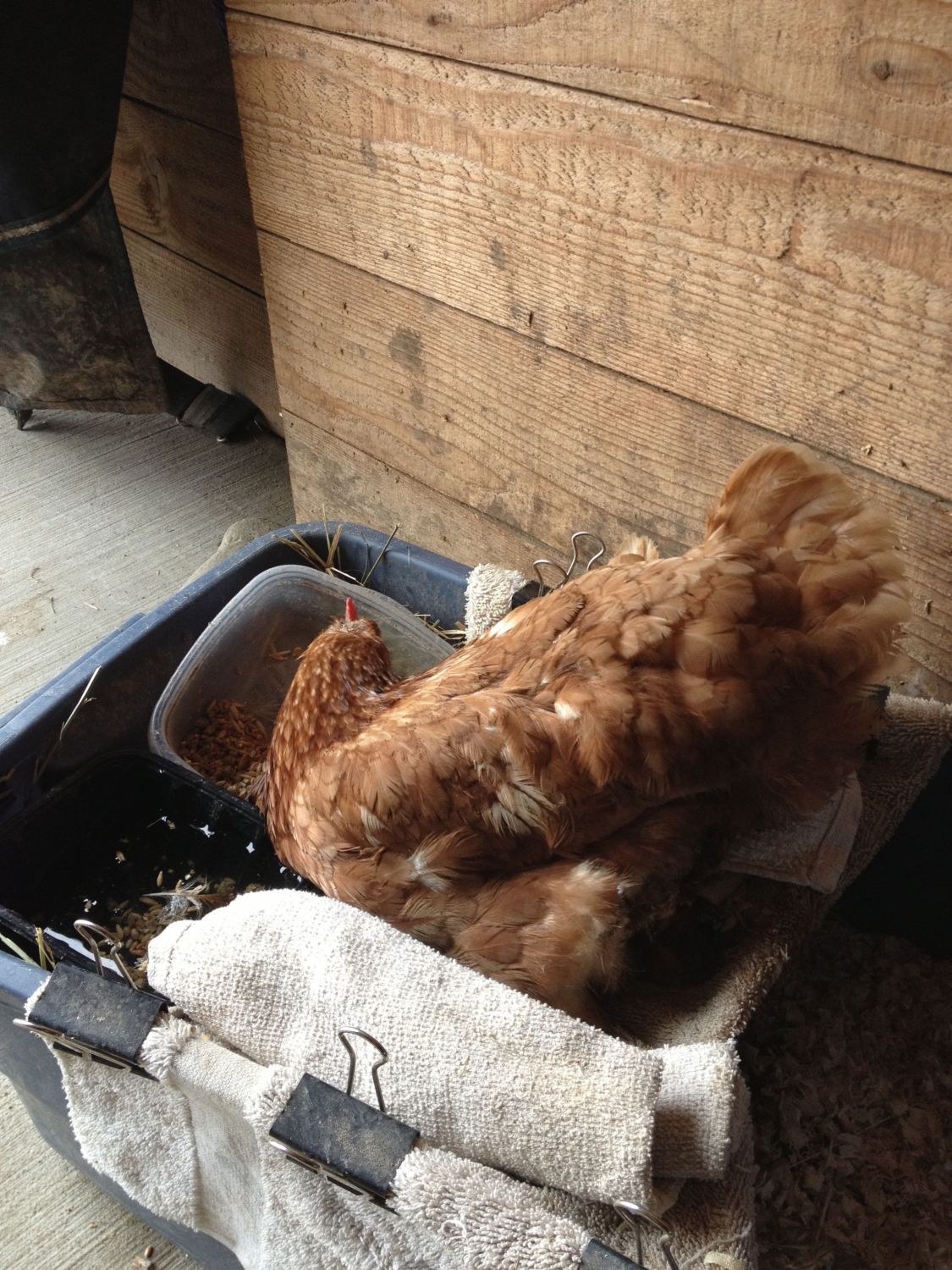 Chicken will not stand and lays on its side! | BackYard Chickens ...