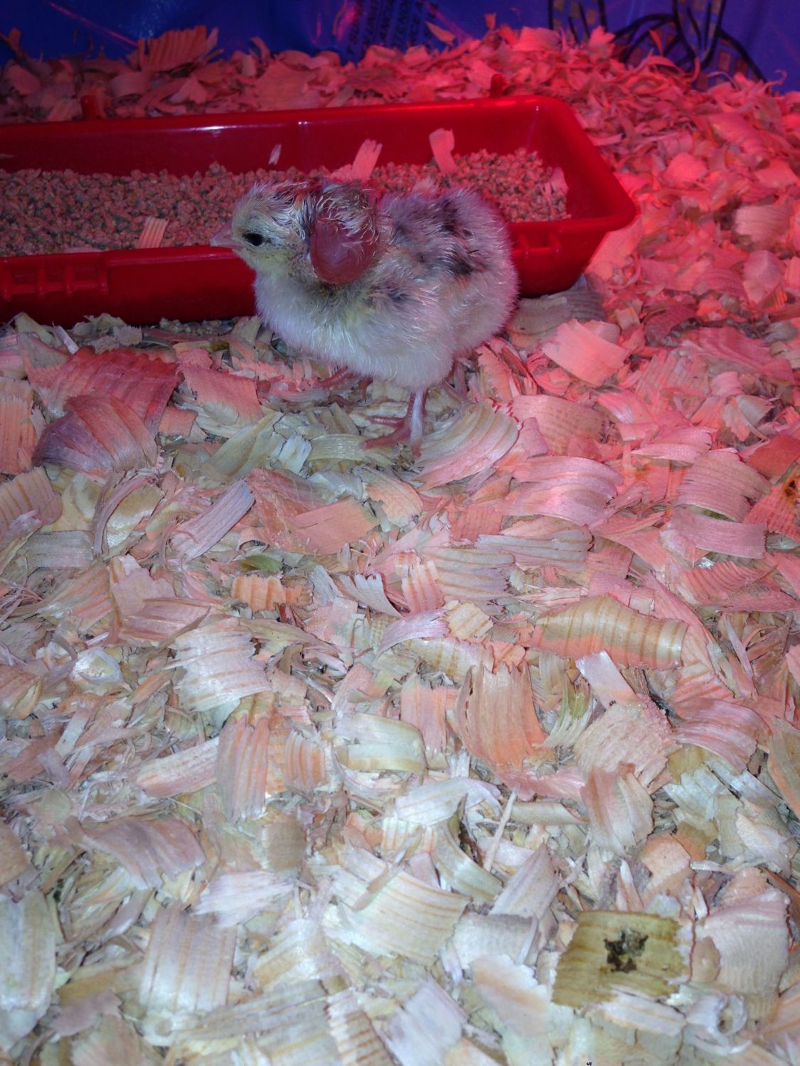 HELP PLEASE...Chick born with growth on back of head! Pictures included ...