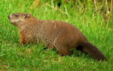 Woodchuck/Gopher or what?