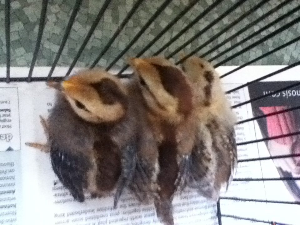 What types of chicks are these | BackYard Chickens - Learn How to Raise ...