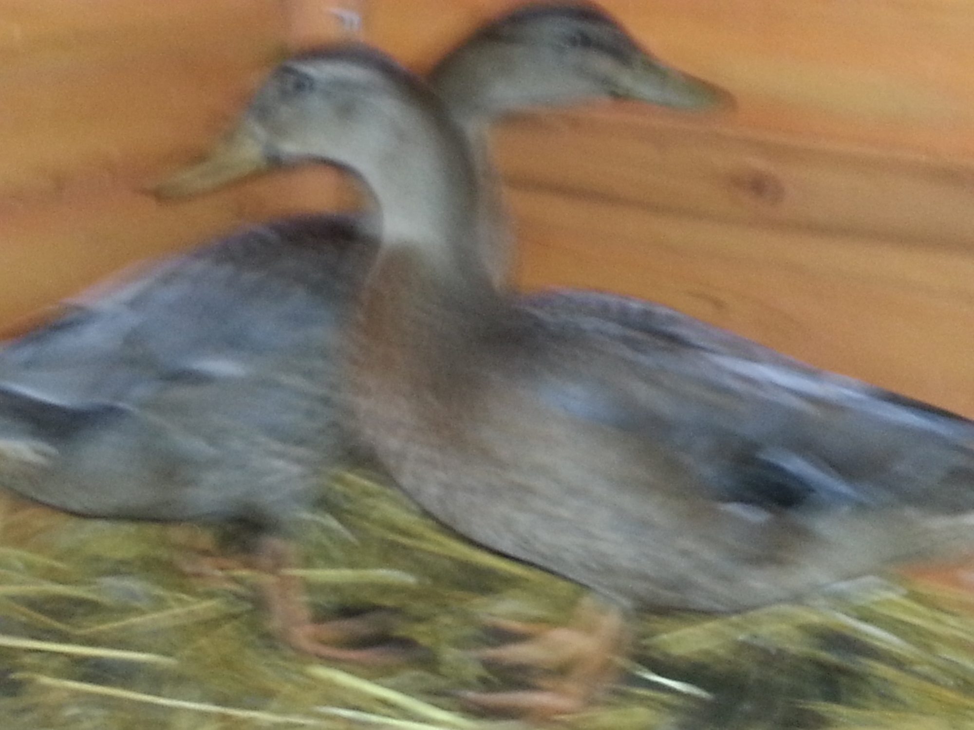 Blue Swedish Ducks Sex Backyard Chickens Learn How To Raise Chickens