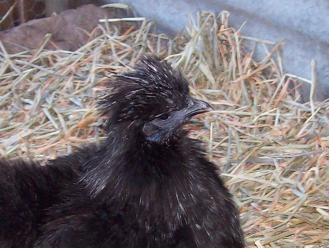 Silkie hens with spiky 'punk' top knots? | BackYard Chickens - Learn ...