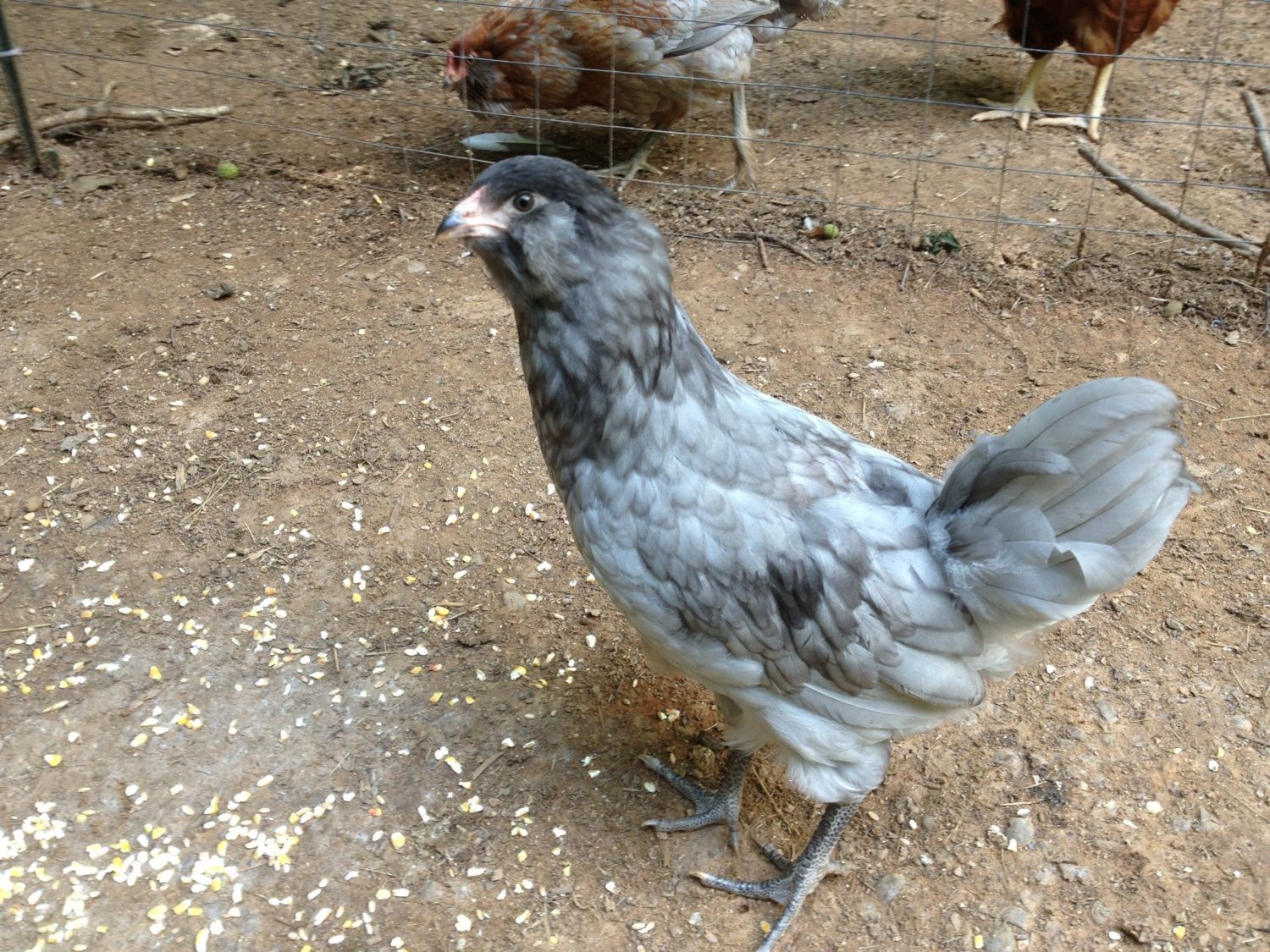 Blue Ameraucana pullet or cockerel | BackYard Chickens - Learn How to ...