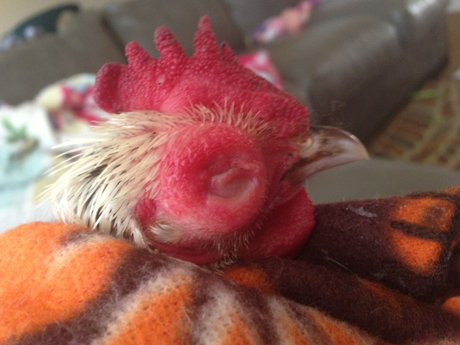 Rooster with Swollen Eye- Help! | BackYard Chickens - Learn How to ...