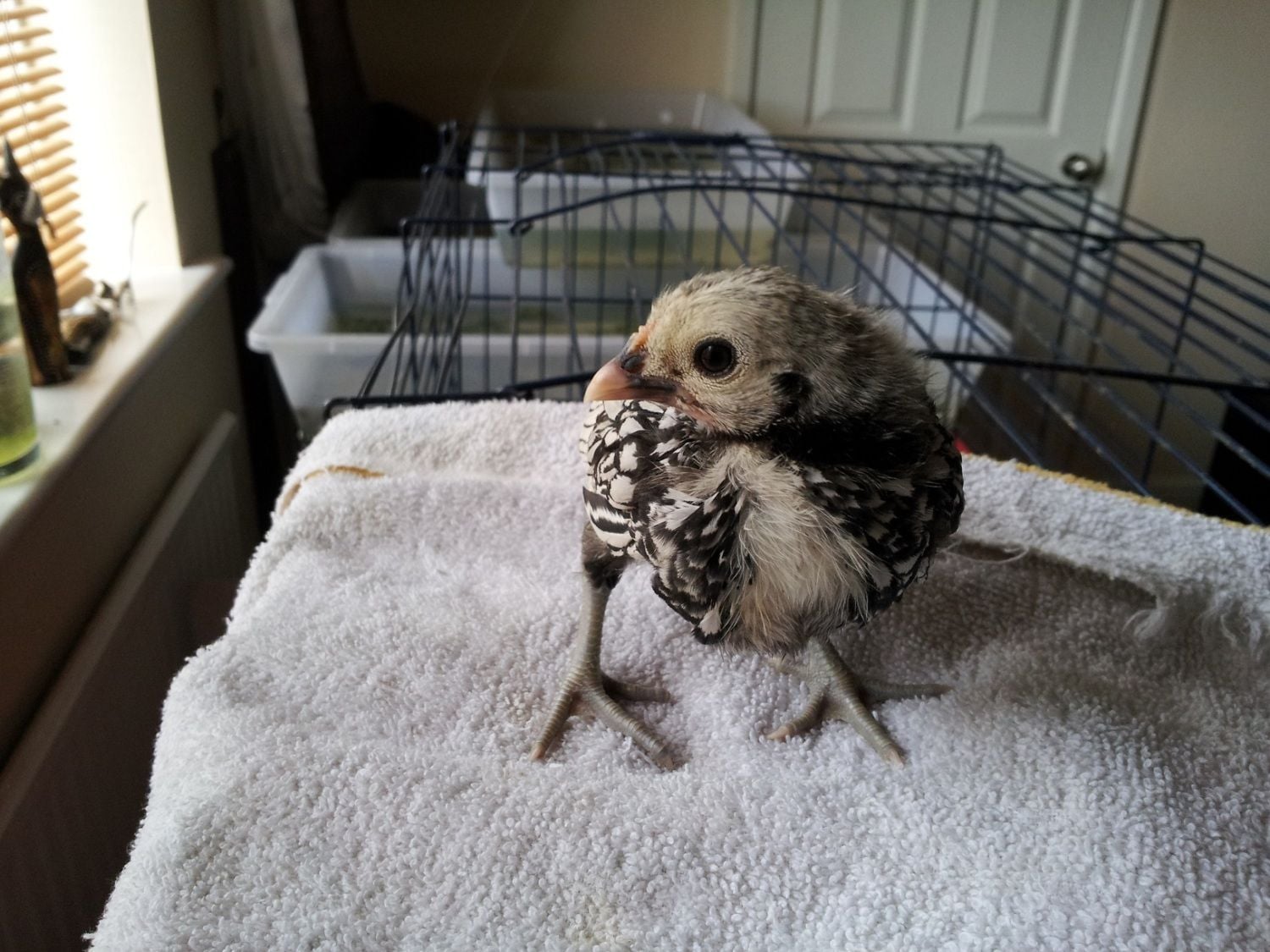 sexing three weeks old silver sebright chicks | BackYard Chickens ...