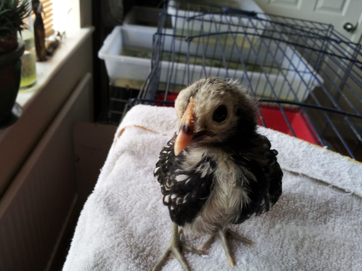 sexing three weeks old silver sebright chicks | BackYard Chickens ...