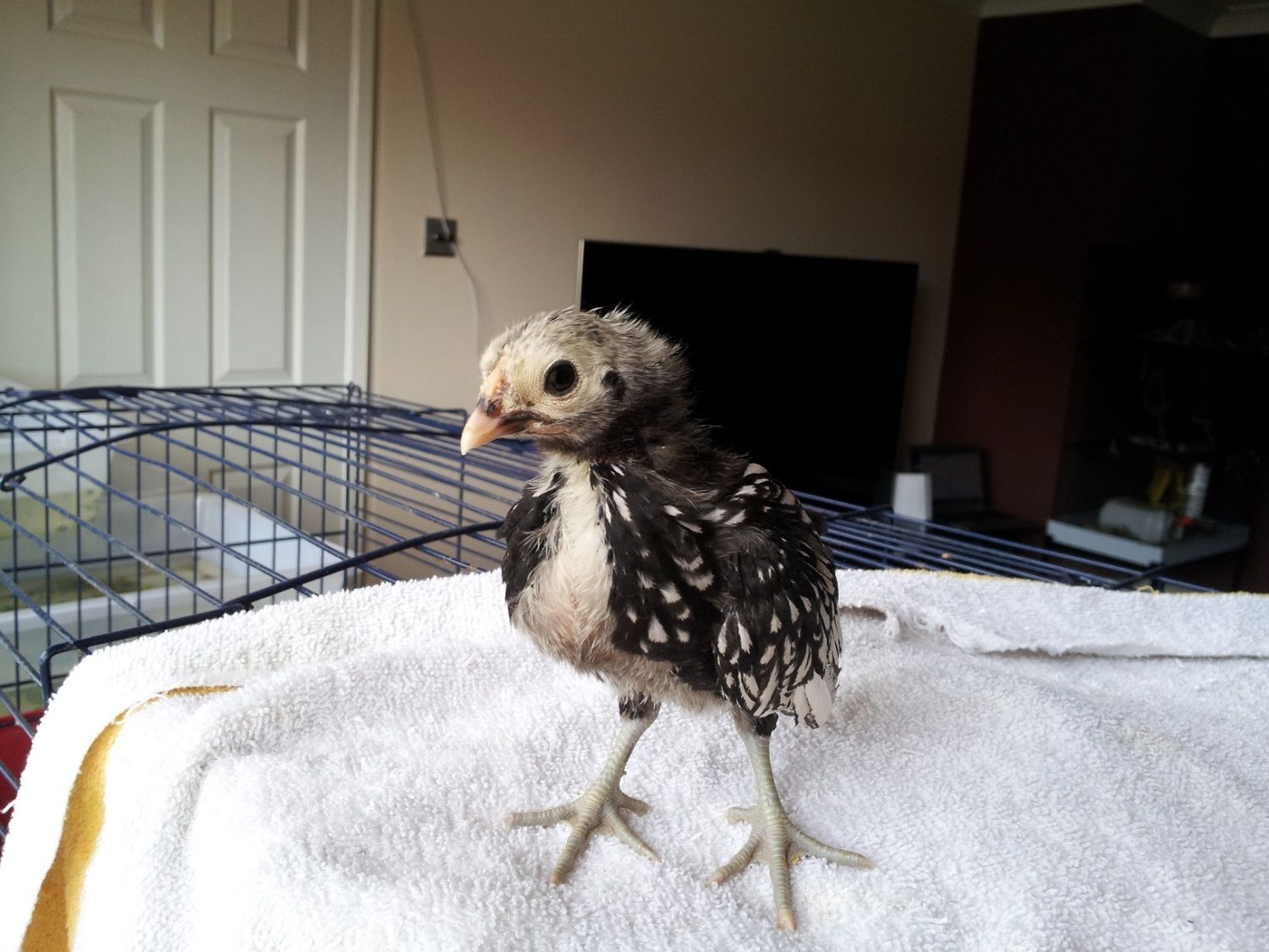 sexing three weeks old silver sebright chicks | BackYard Chickens ...
