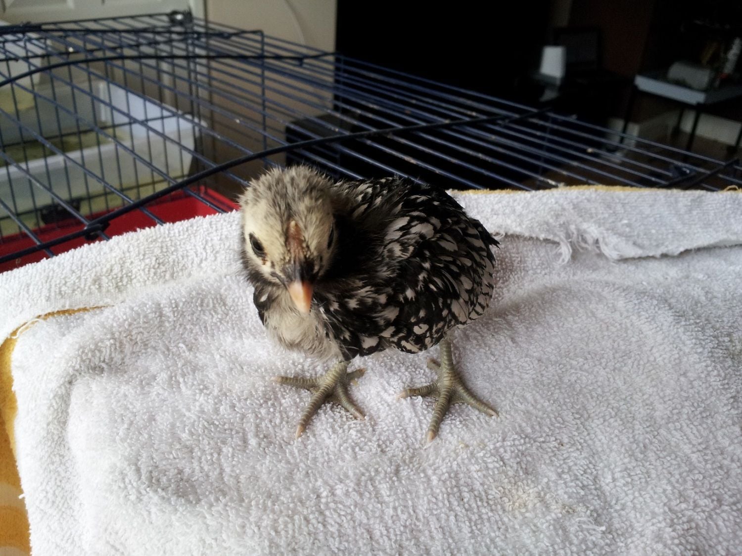 sexing three weeks old silver sebright chicks | BackYard Chickens ...