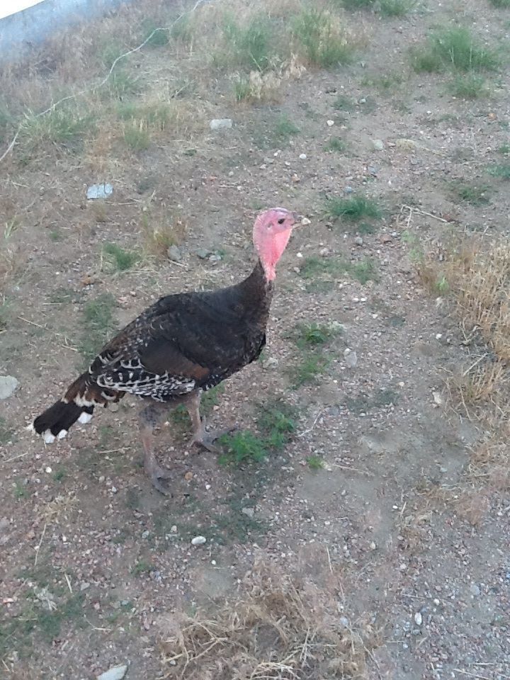 Sexing turkey poult - about 15 weeks old | BackYard Chickens - Learn ...