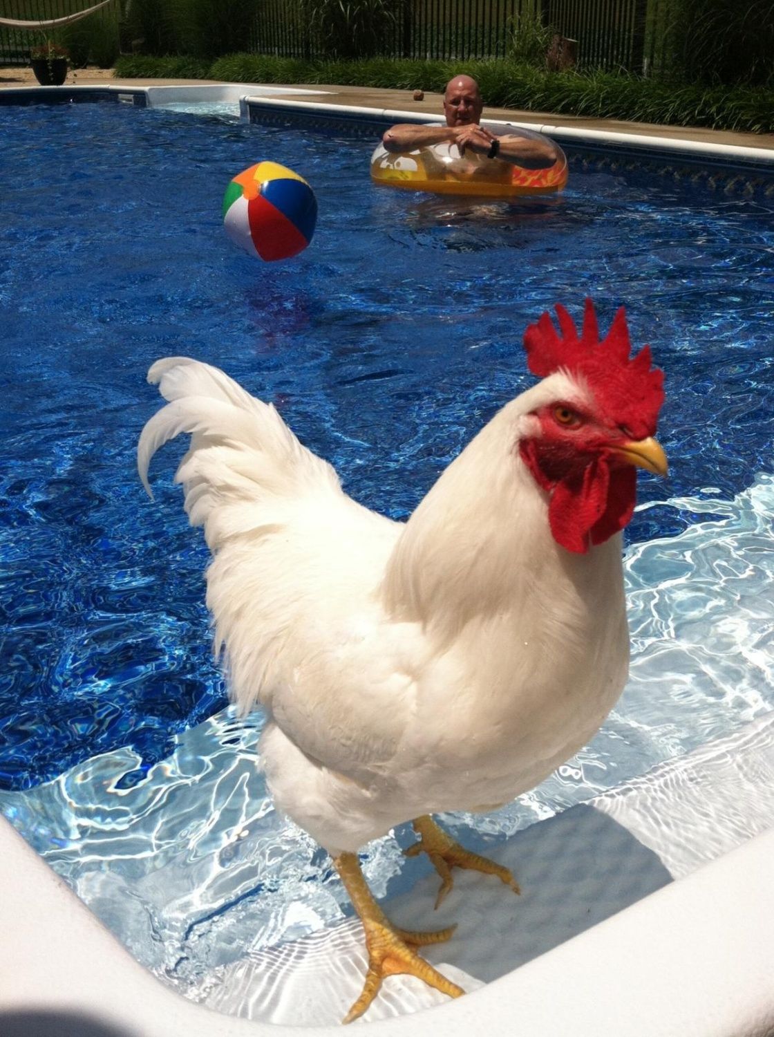 keeping chickens cool in summer heat - Page 8