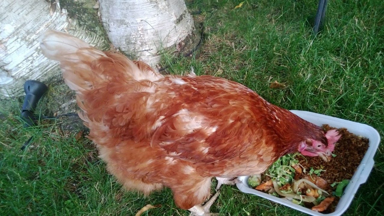 Weak hen with feather loss. Help? | BackYard Chickens - Learn How to ...