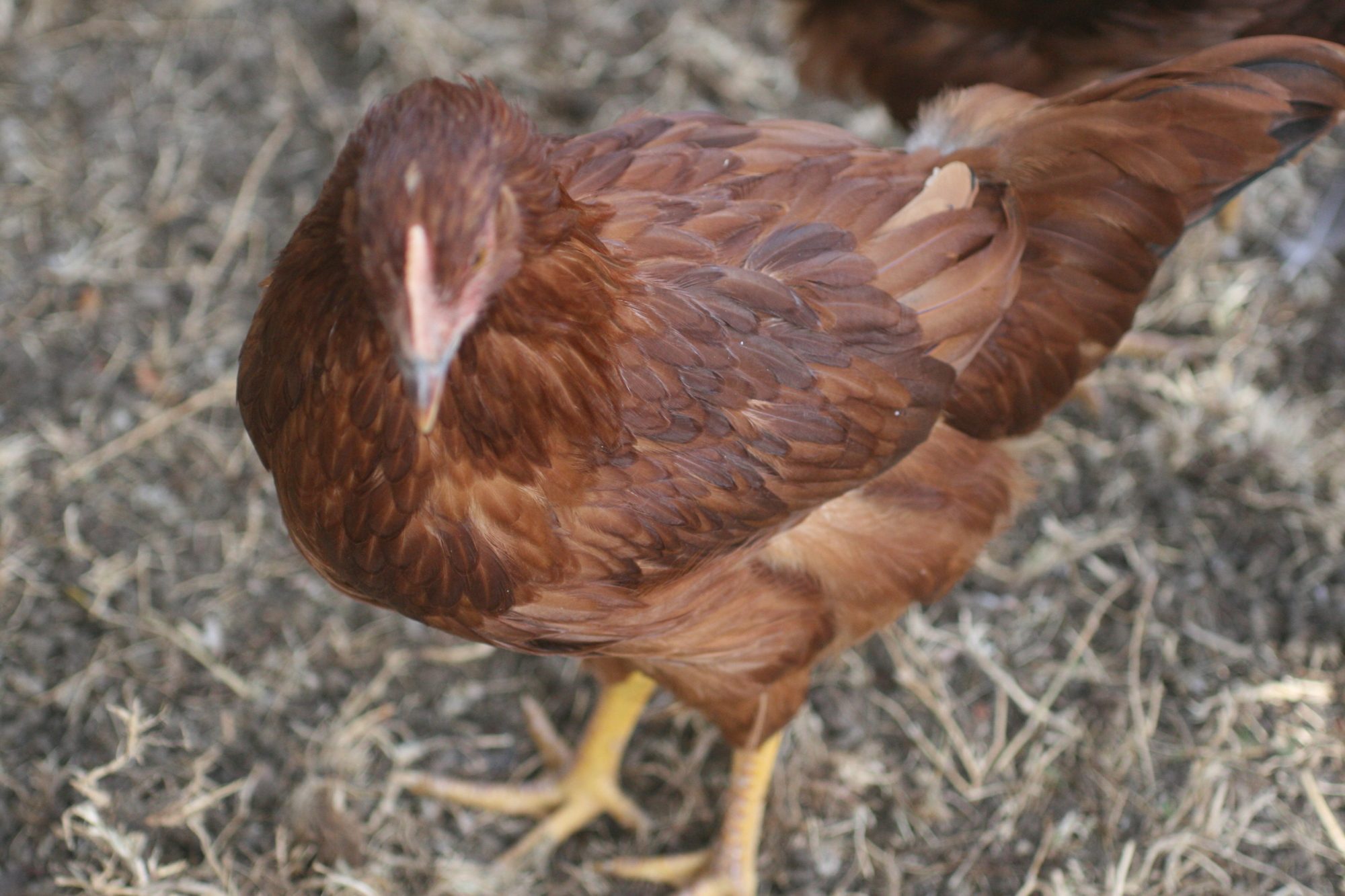12 week production reds | Page 2 | BackYard Chickens - Learn How to ...