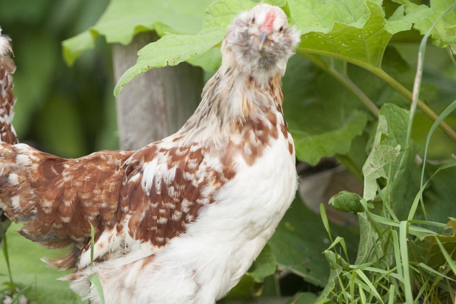 Ameraucana Roo? | BackYard Chickens - Learn How to Raise Chickens