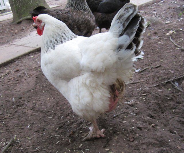 Extra large abdomen - ascites drainage | BackYard Chickens - Learn How ...