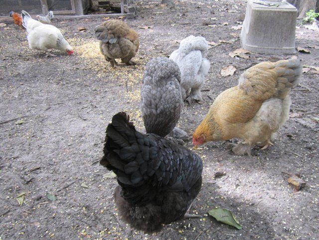 Extra large abdomen - ascites drainage | BackYard Chickens - Learn How ...