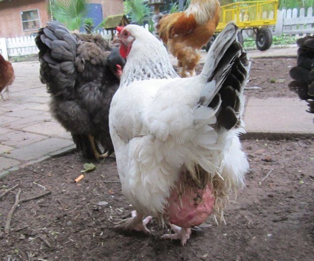 Extra large abdomen - ascites drainage | BackYard Chickens - Learn How ...