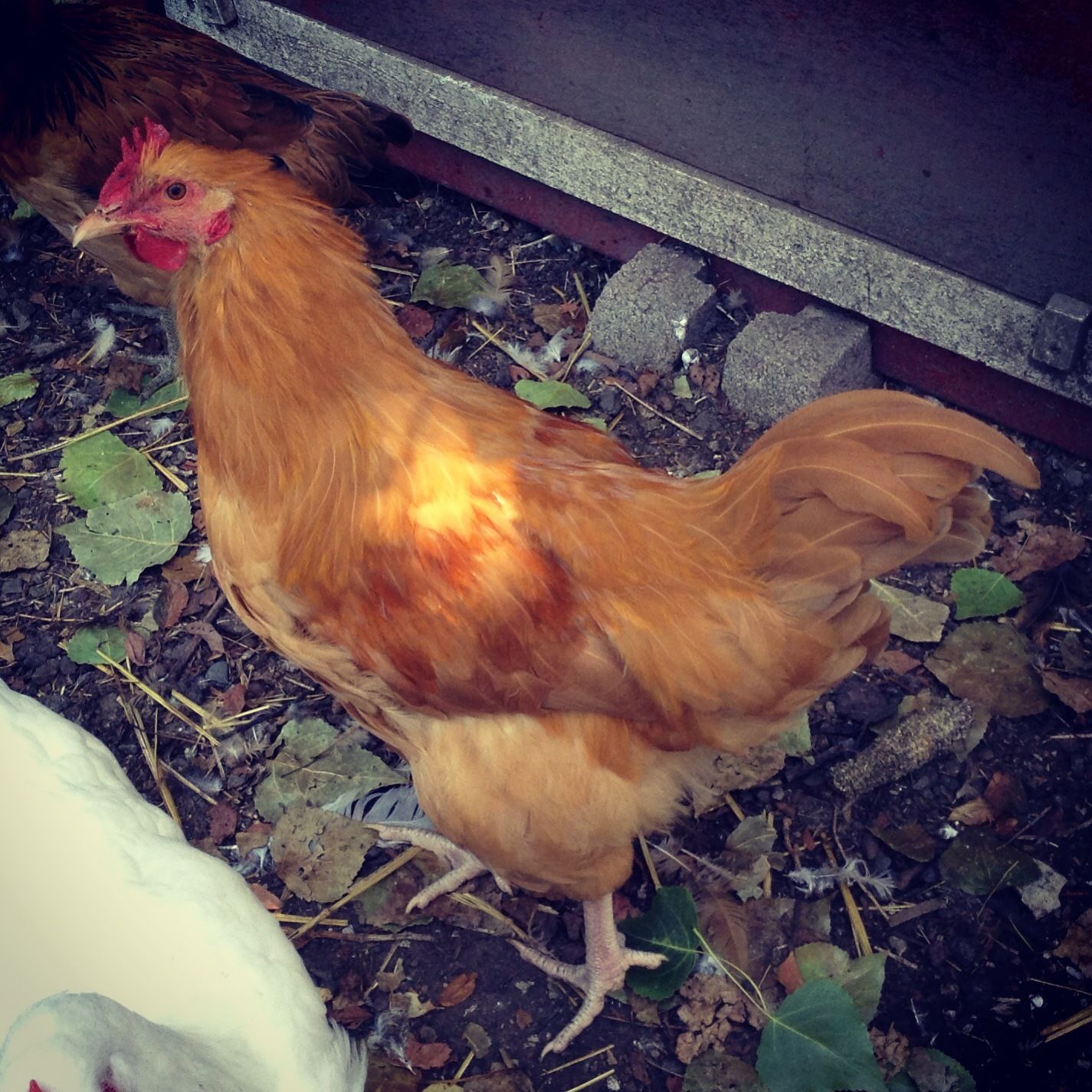 Buff Orpington Roo - 20 Weeks Old - Napa, CA | BackYard Chickens ...