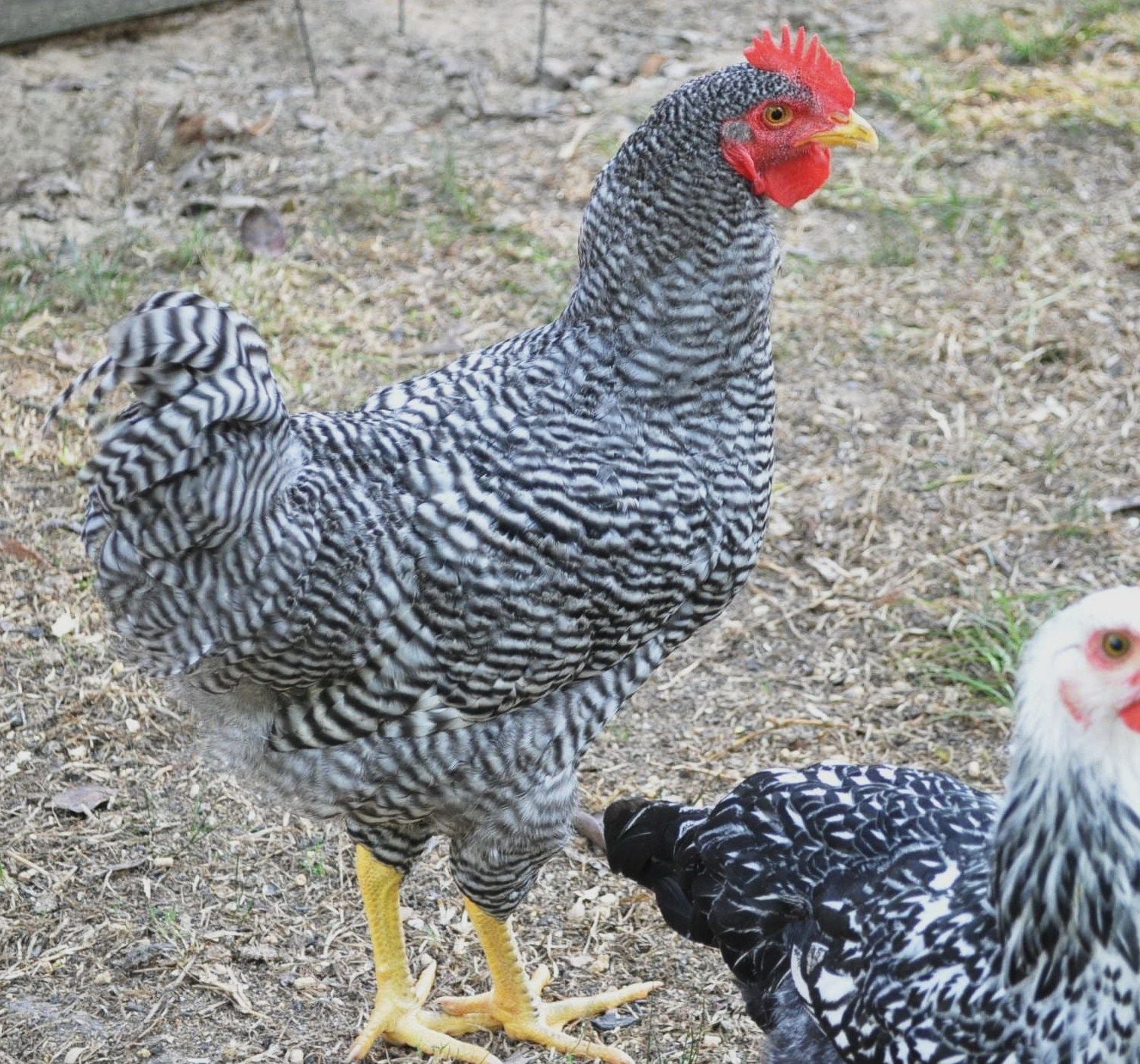 Pullet or Roo Plymouth Barred Rock | BackYard Chickens - Learn How to ...