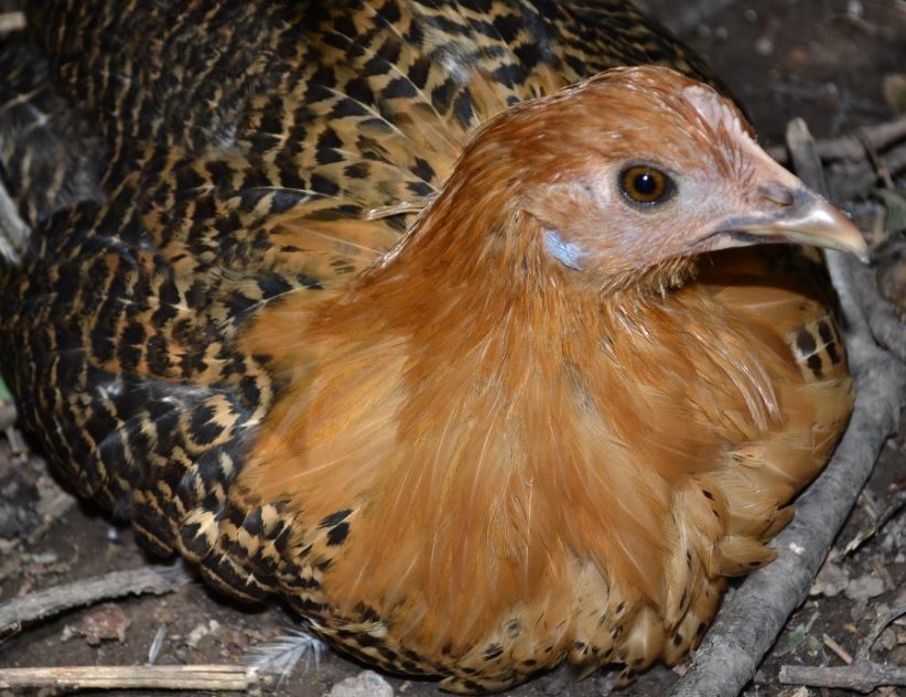 Chickies, Chickies, Chickies!! Meet the new additions! (Pic heavy ...