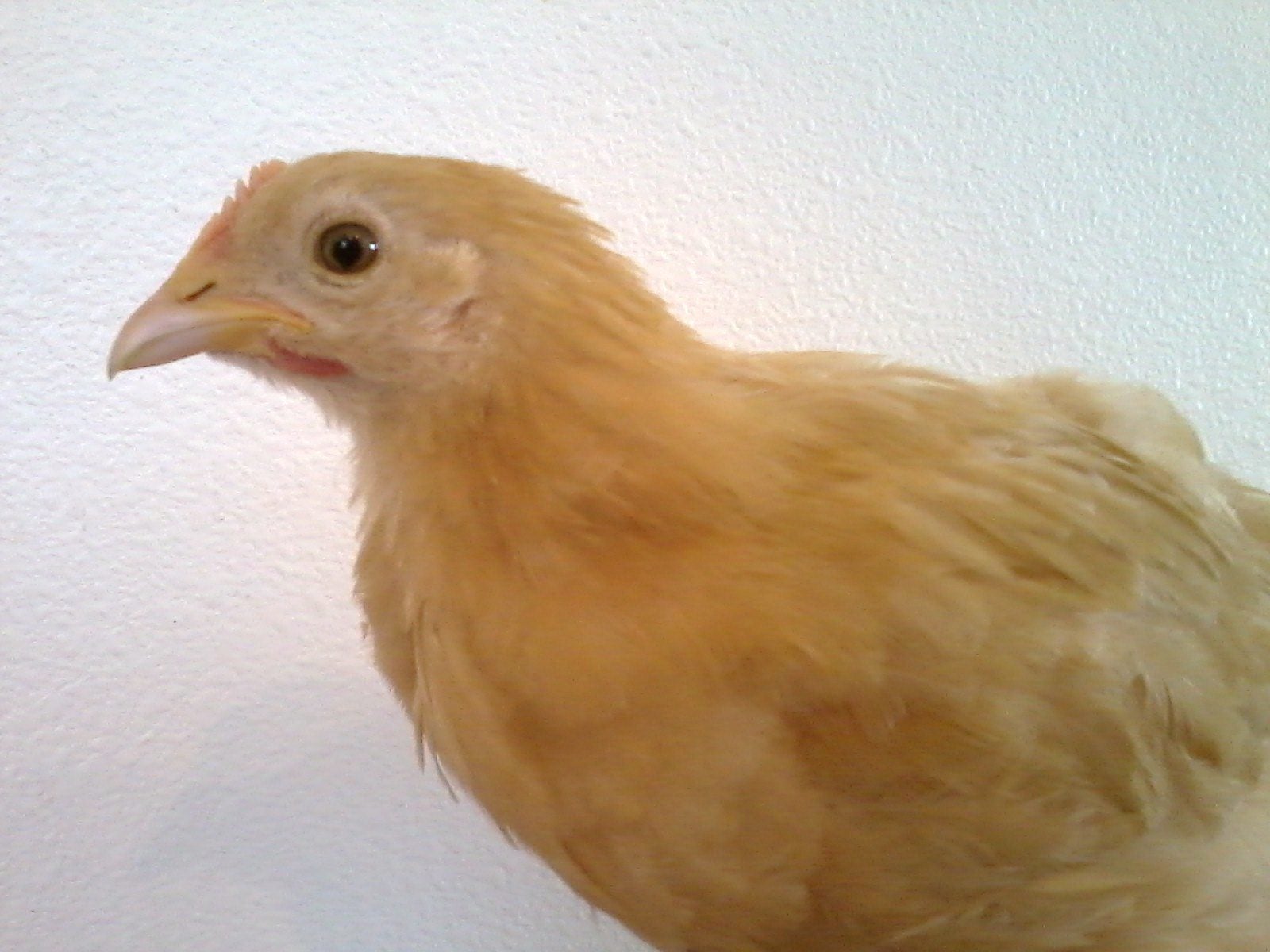 Buff Orpington 6 Weeks Old - What Gender? | BackYard Chickens - Learn ...