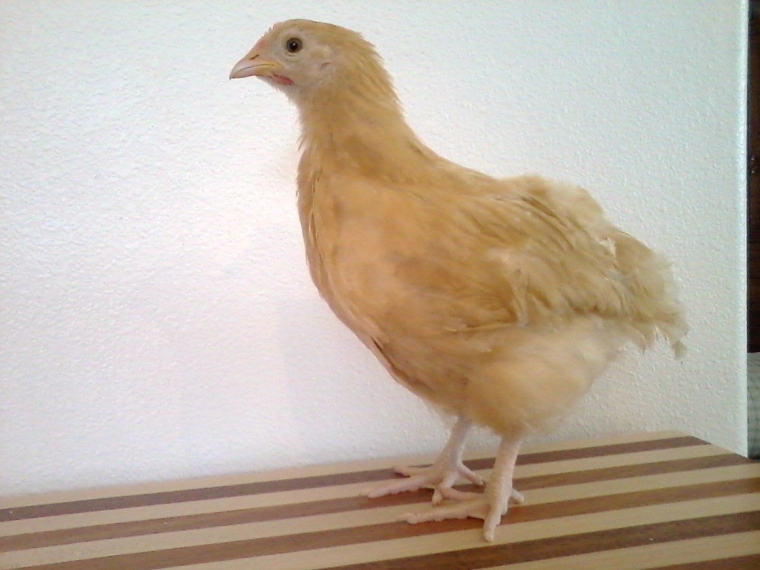 Buff Orpington 6 Weeks Old - What Gender? | BackYard Chickens - Learn ...