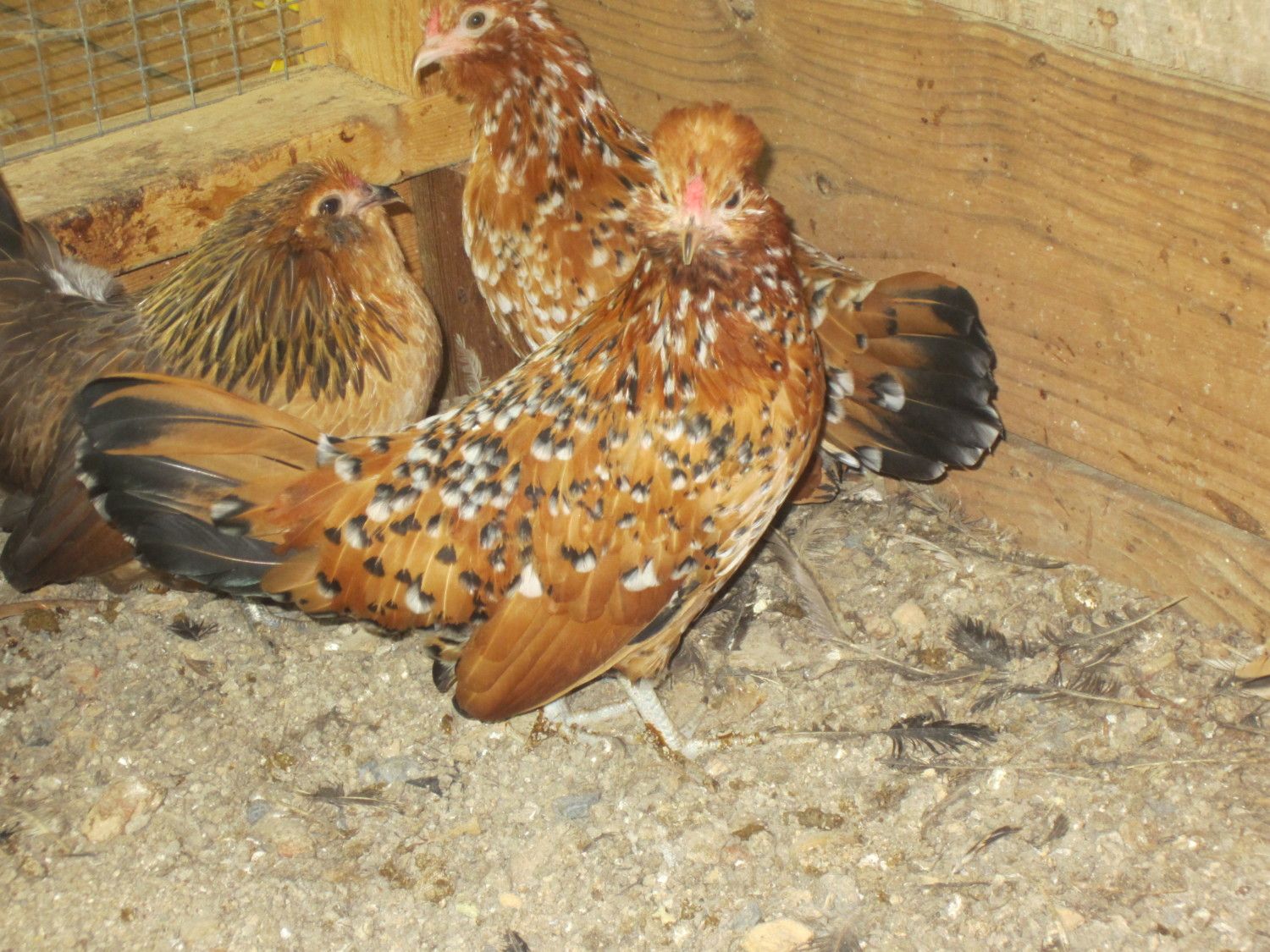 Belgian Watermaal Bantams - a cousin fo d'Anvers/d'Uccles!(pic heavy ...