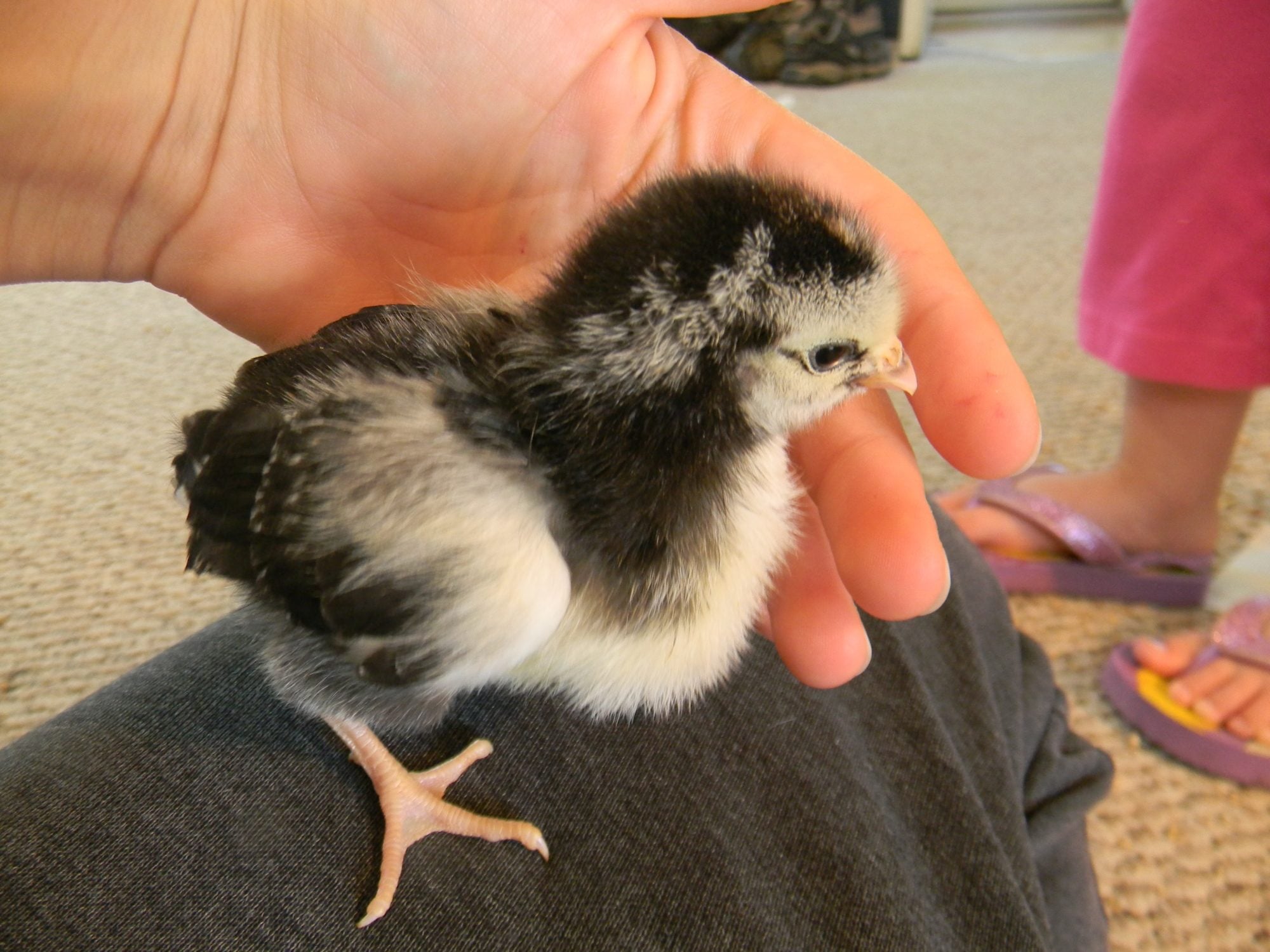 Need help identifying seven chicks | BackYard Chickens - Learn How to ...