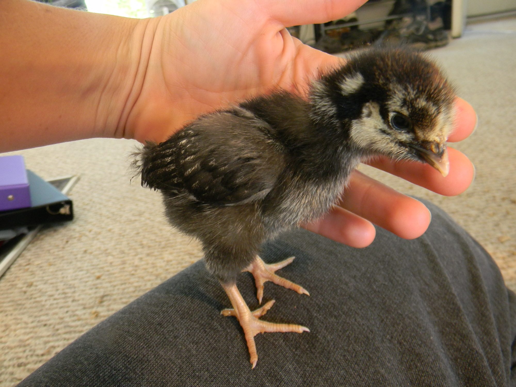 Need help identifying seven chicks | BackYard Chickens - Learn How to ...