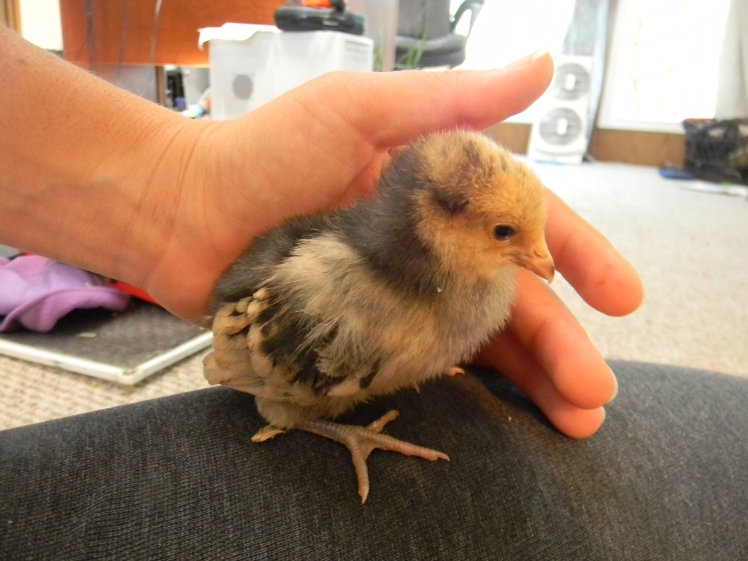 Need help identifying seven chicks | BackYard Chickens - Learn How to ...