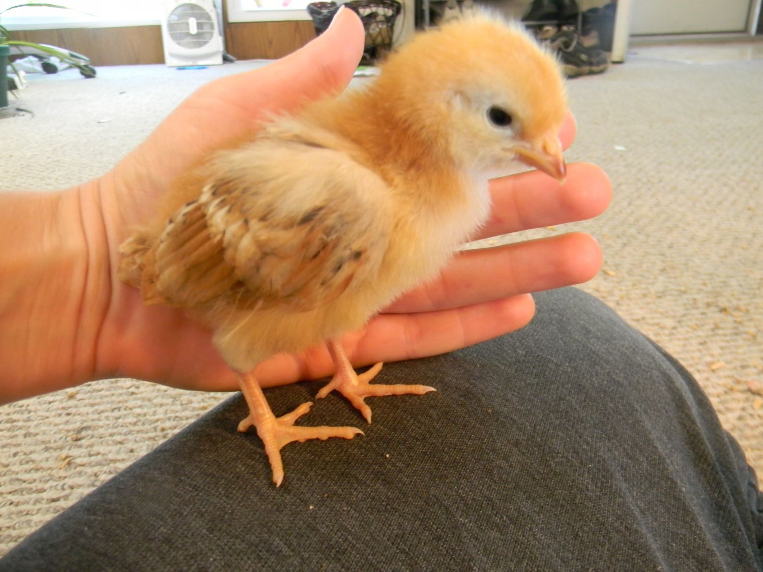 Need help identifying seven chicks | BackYard Chickens - Learn How to ...