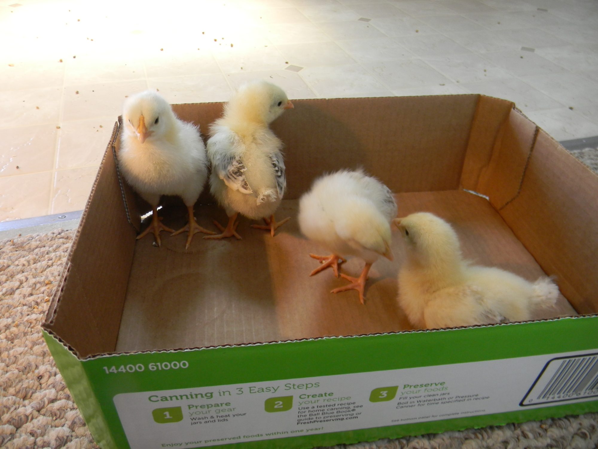 Need help identifying seven chicks | BackYard Chickens - Learn How to ...