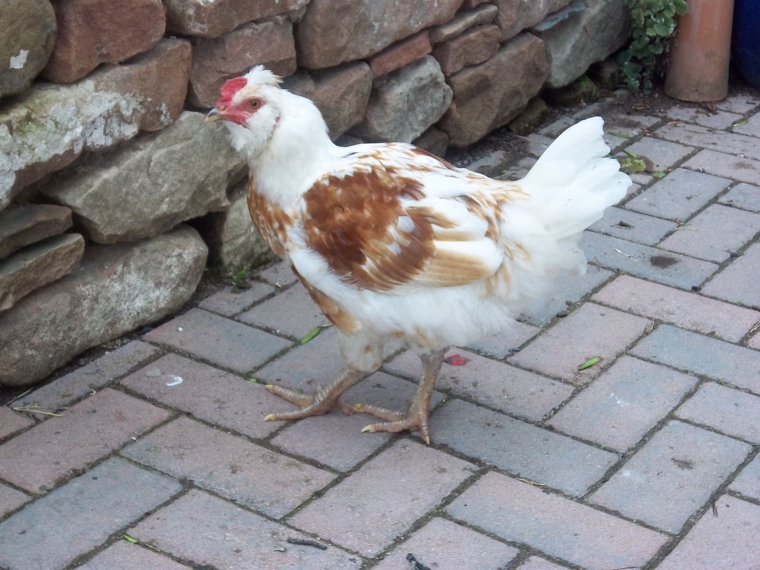 Araucana cross - Male or Female?! | BackYard Chickens - Learn How to ...
