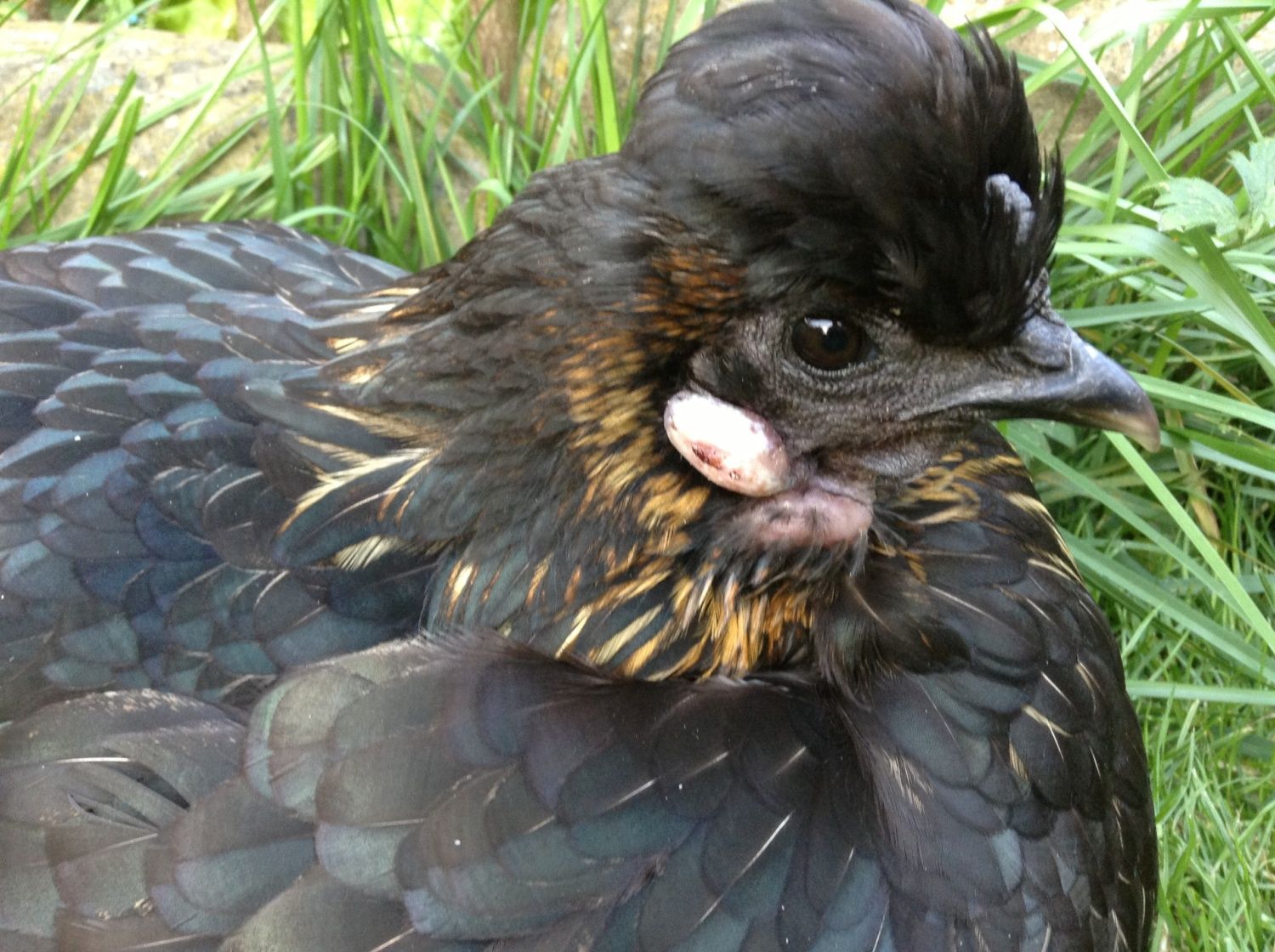 Swollen feet and cheek | BackYard Chickens - Learn How to Raise Chickens