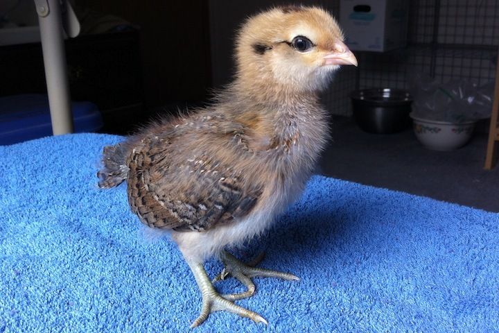 My Chicken Experiment | BackYard Chickens - Learn How to Raise Chickens