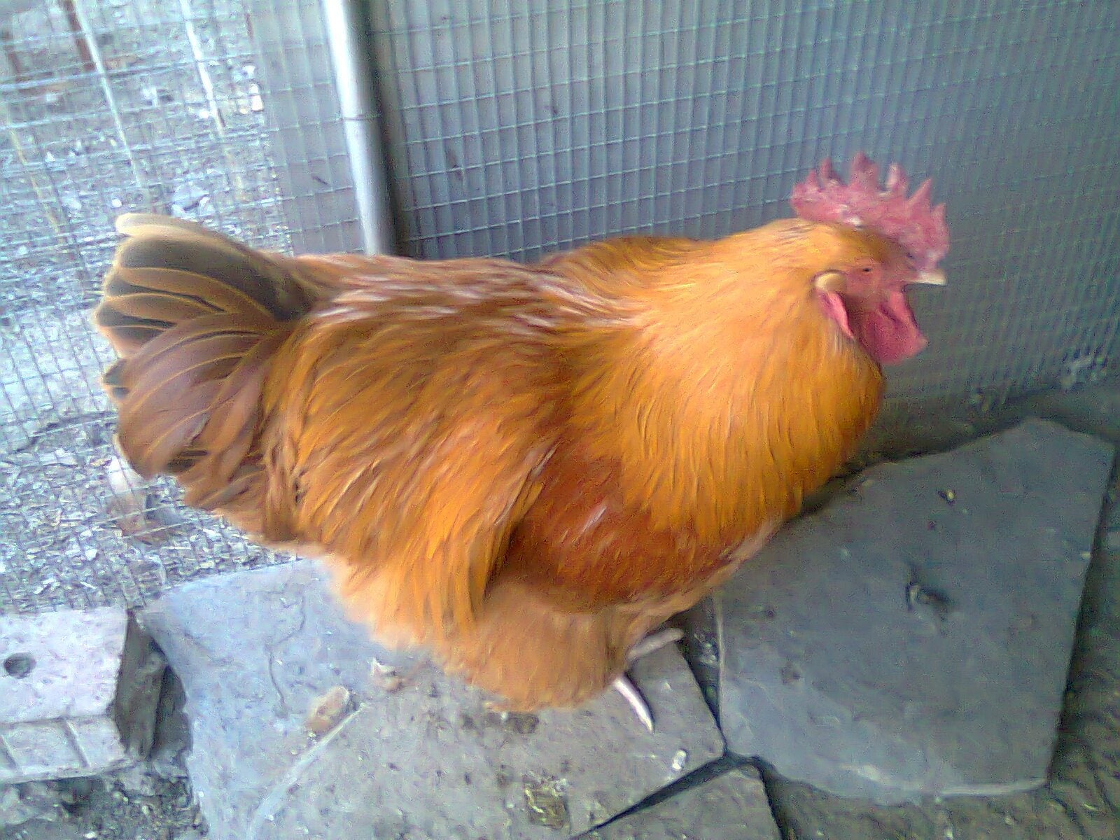buff orpington/rhode island red cross - Page 3