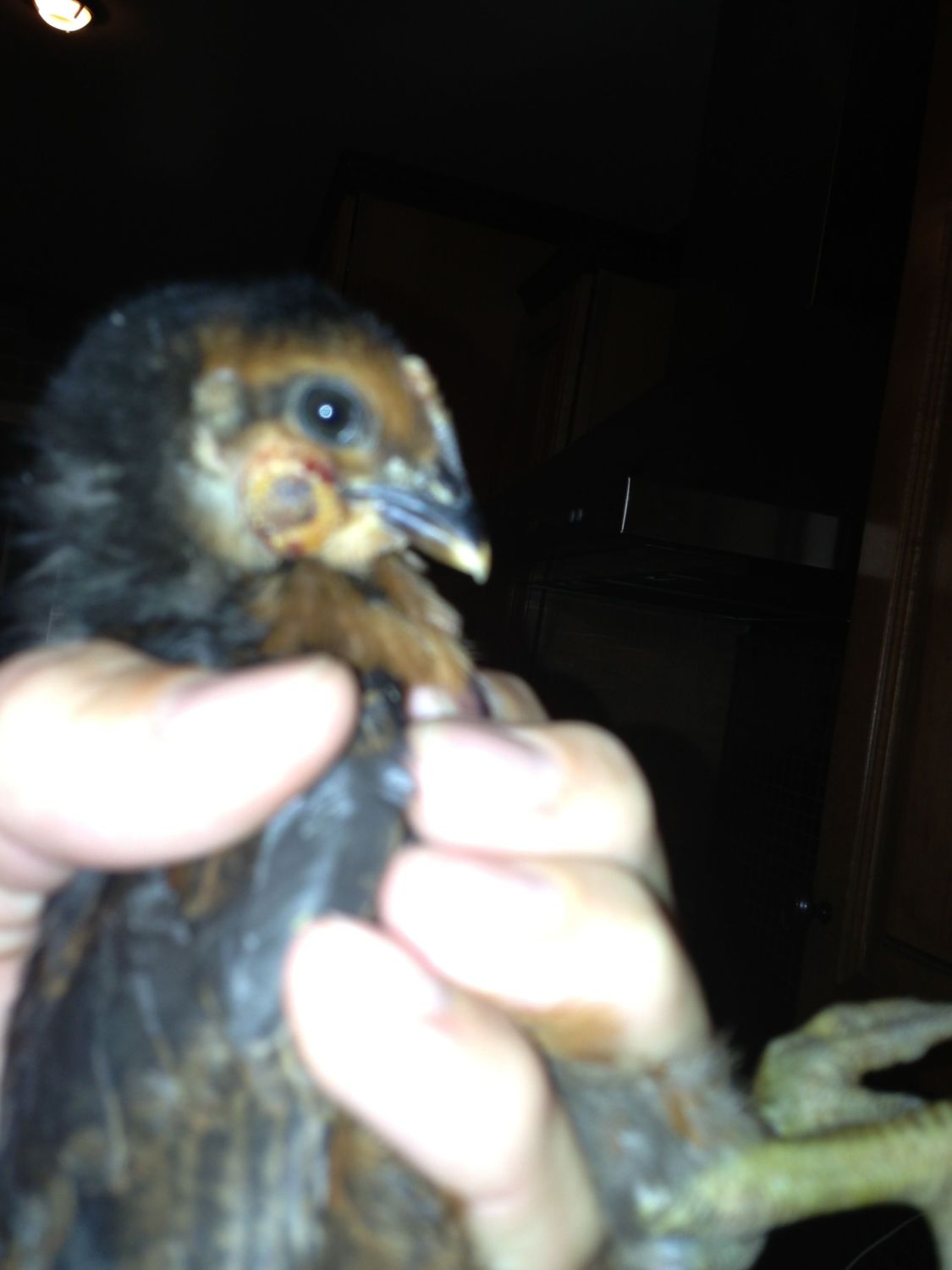 Bumps on face of our 2 week old Silkies | BackYard Chickens - Learn How ...