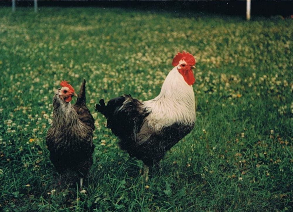 Iowa Blue Chickens - Understanding The Traditional Type