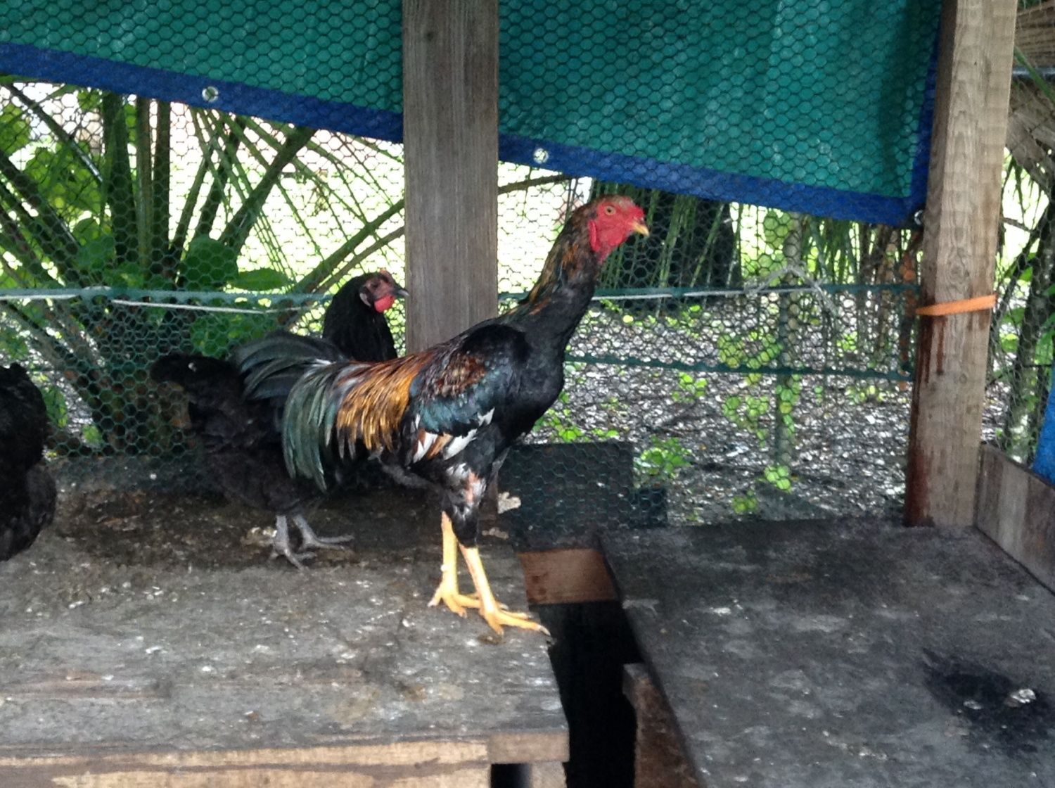Burmese, asil , or shamo??? | BackYard Chickens - Learn How to Raise ...