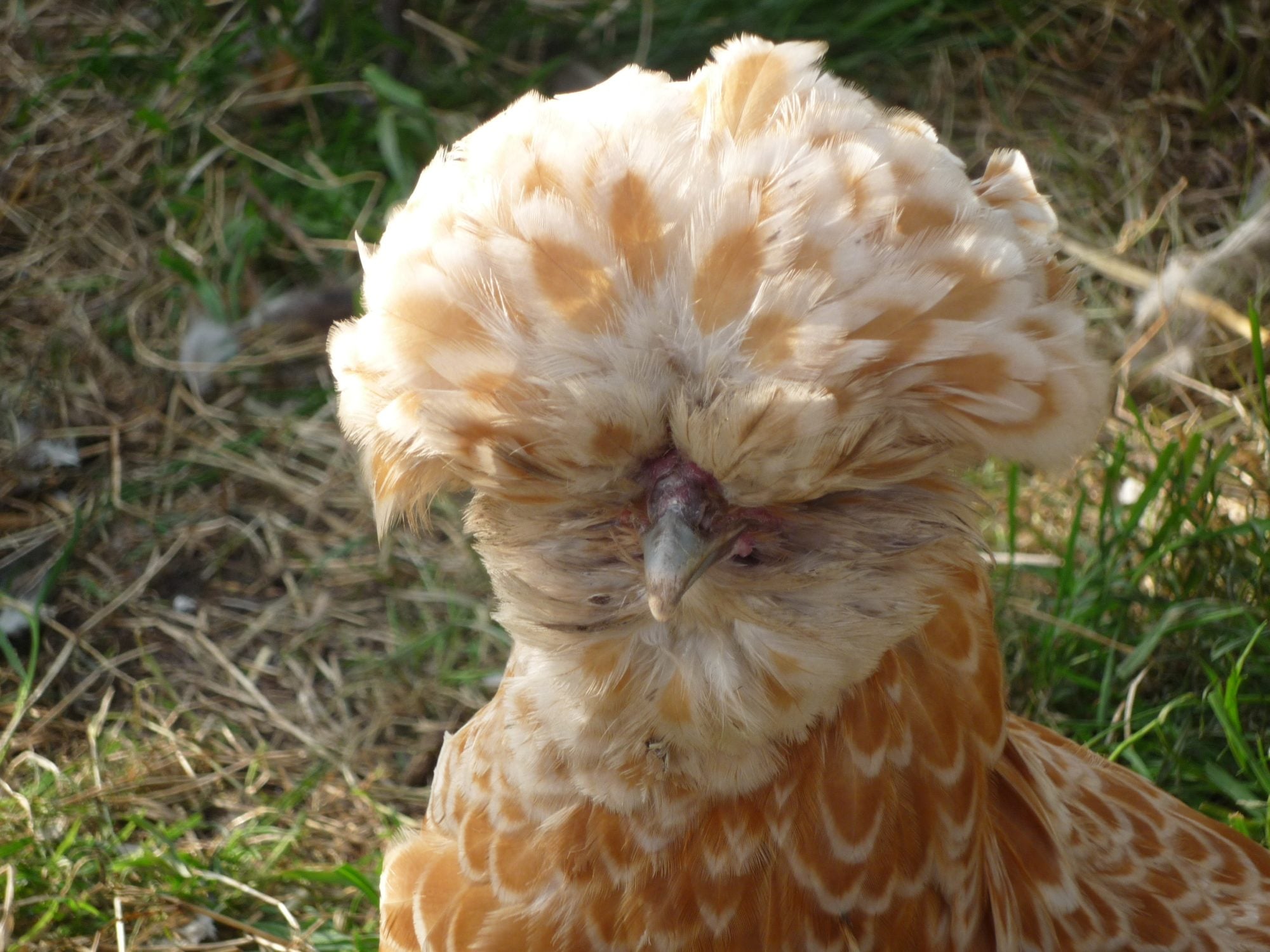 Show off your crested chickens