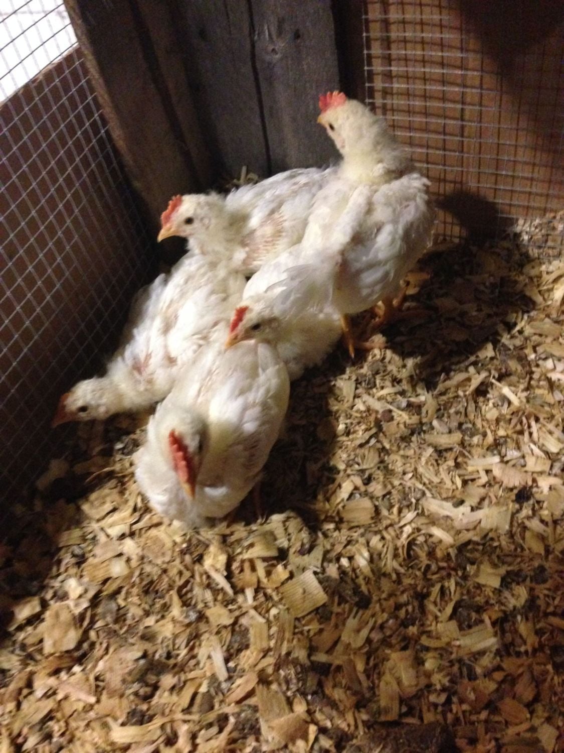 White Leghorn 3 week old chicks...male or female? | BackYard Chickens ...