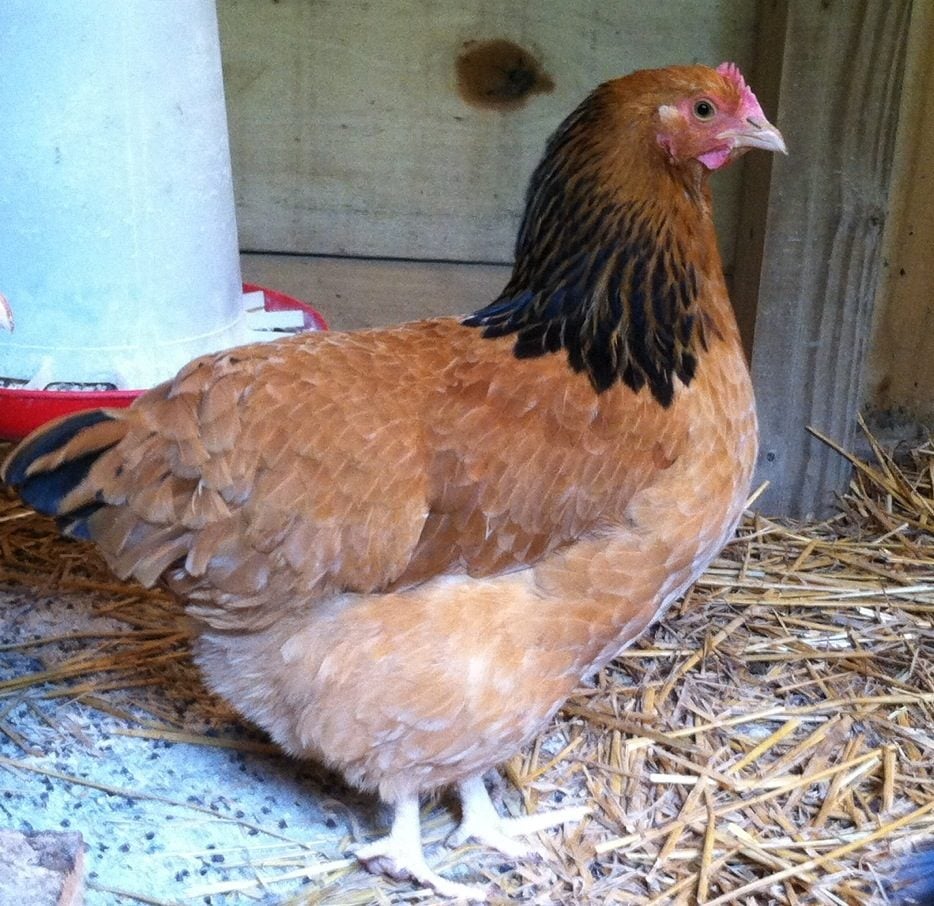 Buff Sussex Backyard Chickens Learn How To Raise Chickens